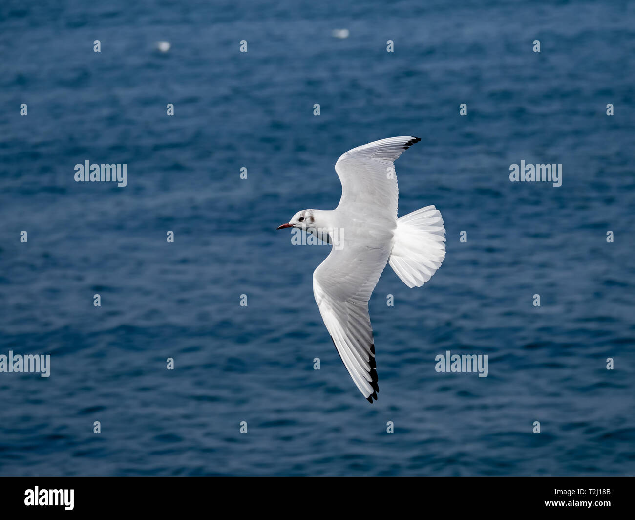 A black-tailed gull flies above Tokyo Bay on the Yokohama waterfront ...