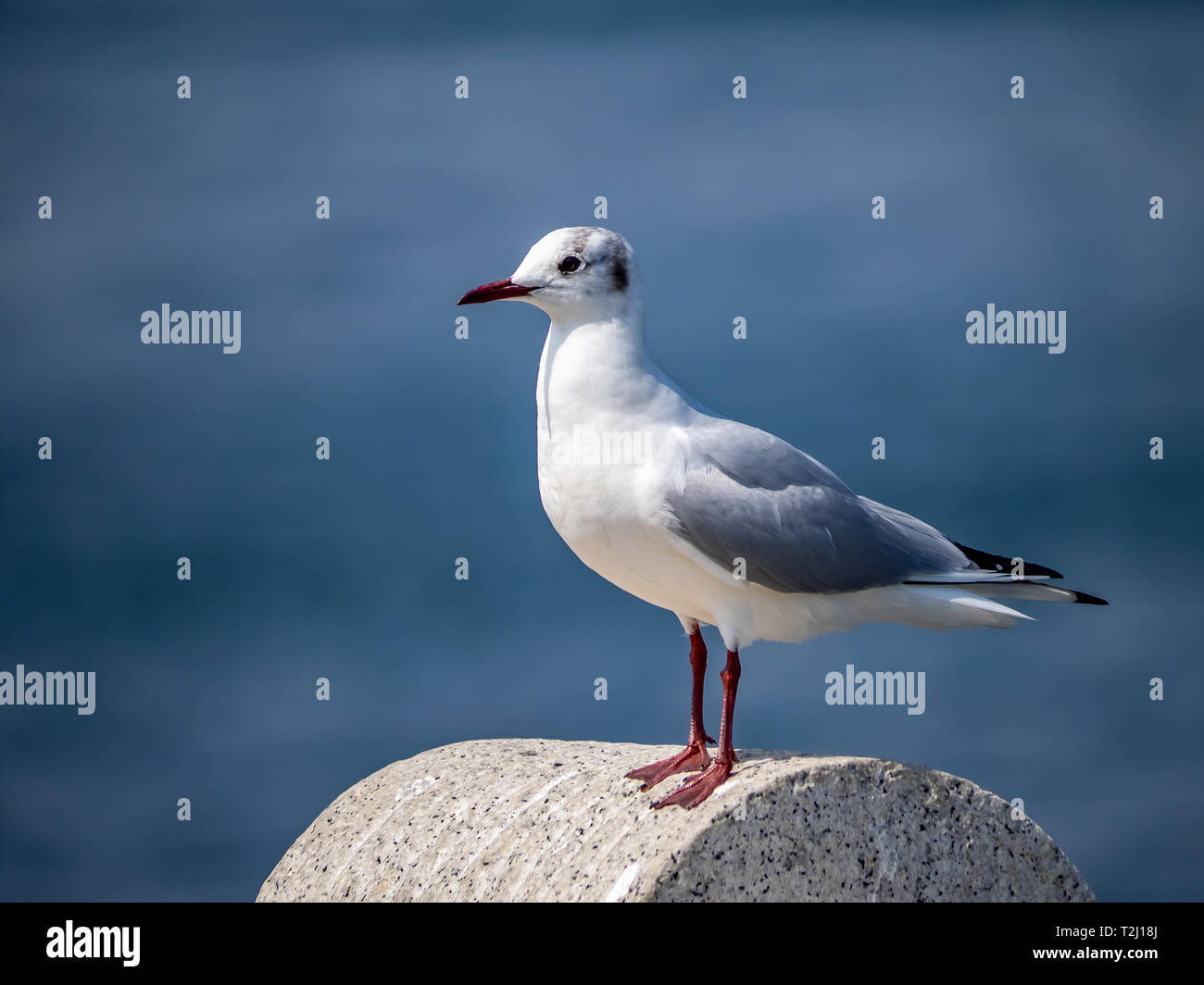 a black-tailed gull stands on railings in Yamashita Park on the ...