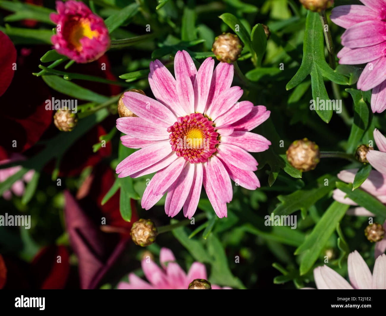 pink anemone flowers bloom in a Japanese garden in Yamashita Park ...