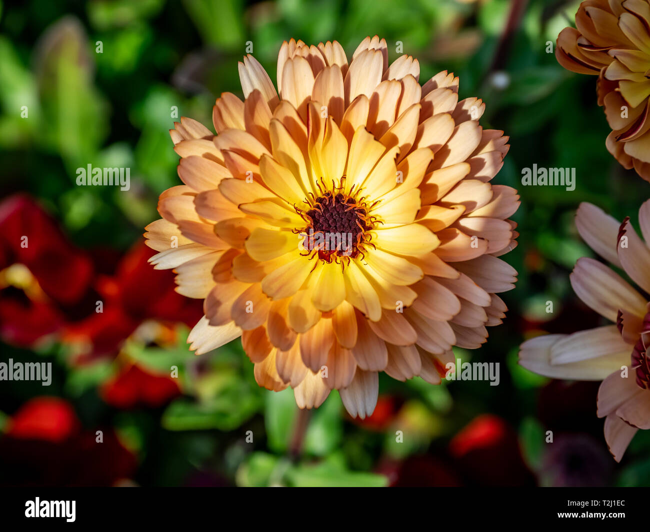 a bright marigold flower blooms in a Japanese garden in Yamashita Park ...