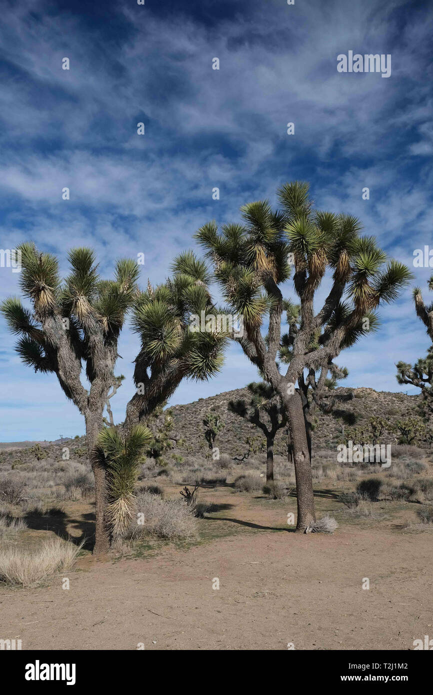 Joshua trees joshua tree national park hi-res stock photography and ...