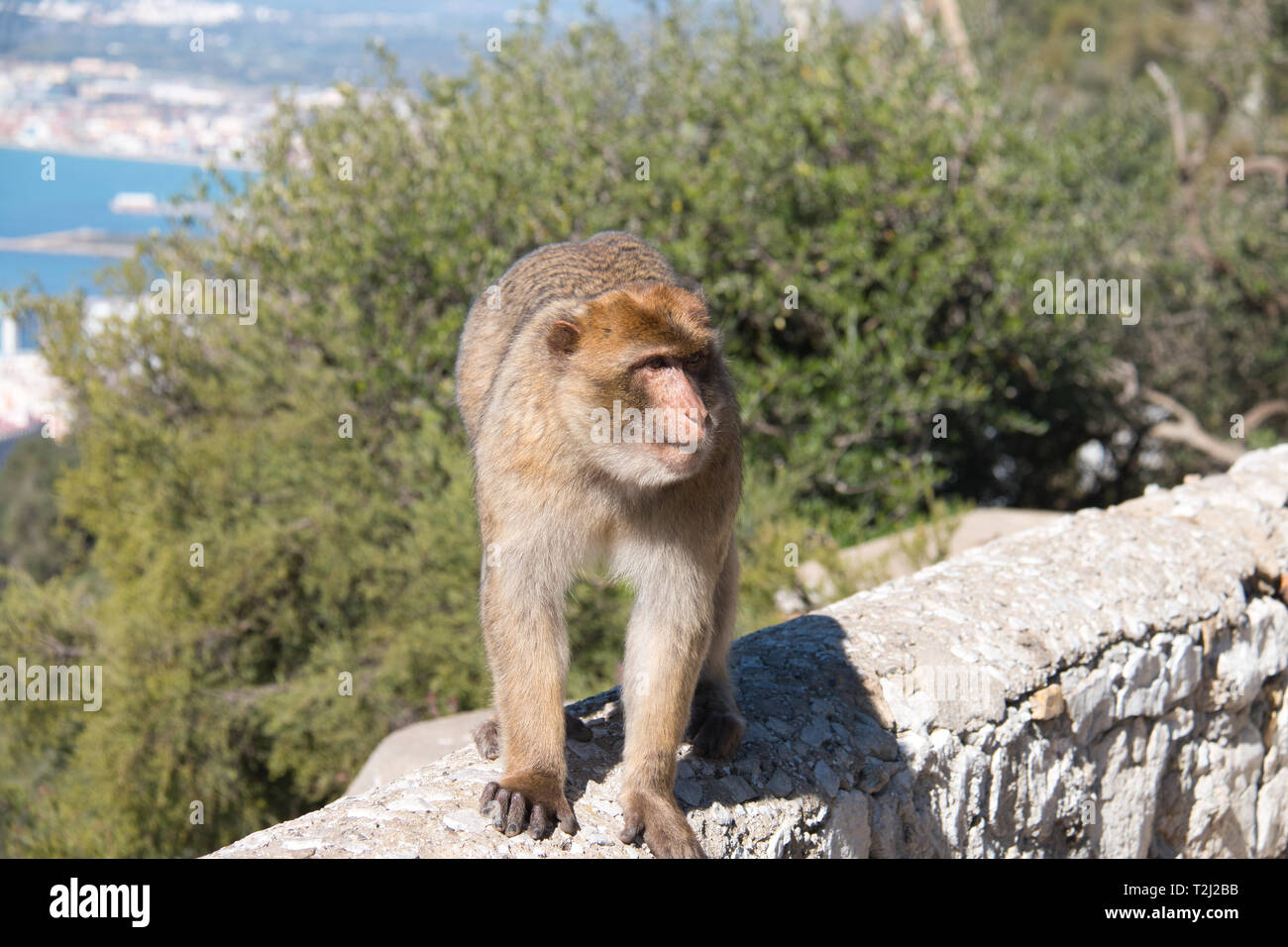 The famous monkeys of Gibraltar are one of the attractions of the rock ...