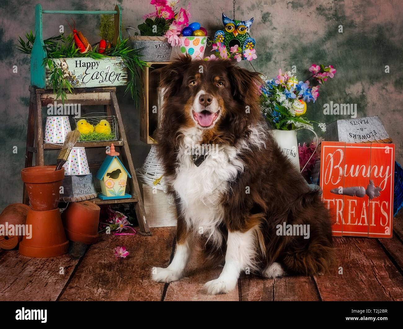 Cowboy, a 10-year-old red tri Australian Shepherd, poses for his Easter ...