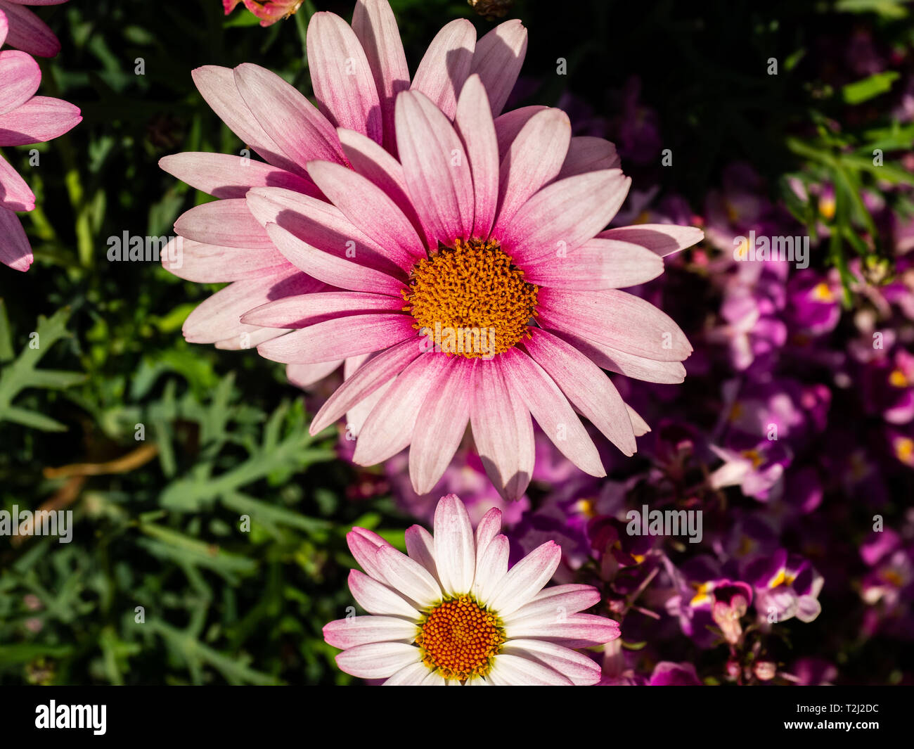 pink anemone flowers bloom in a Japanese garden near Yamashita Park ...