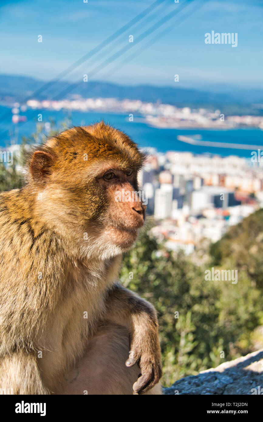 The famous apes of Gibraltar are one of the attractions of the rock ...