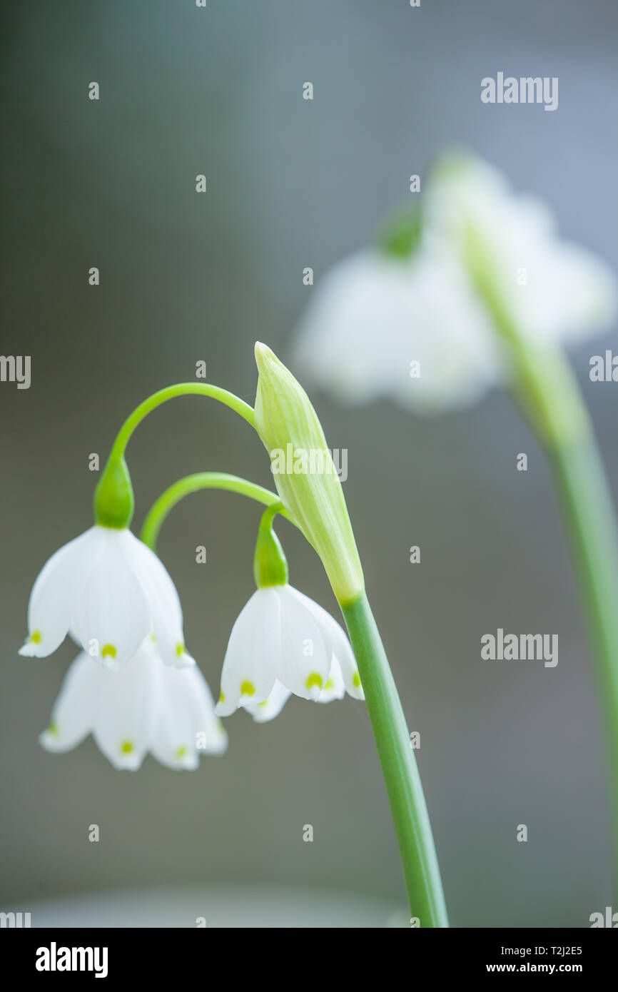 Snowflakes flower hi-res stock photography and images - Alamy