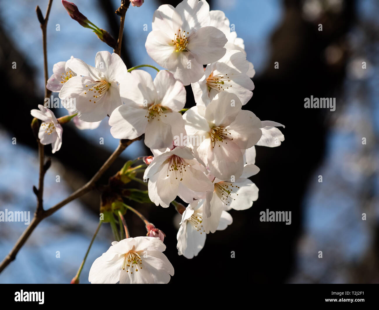 Japanese White Flowering Trees