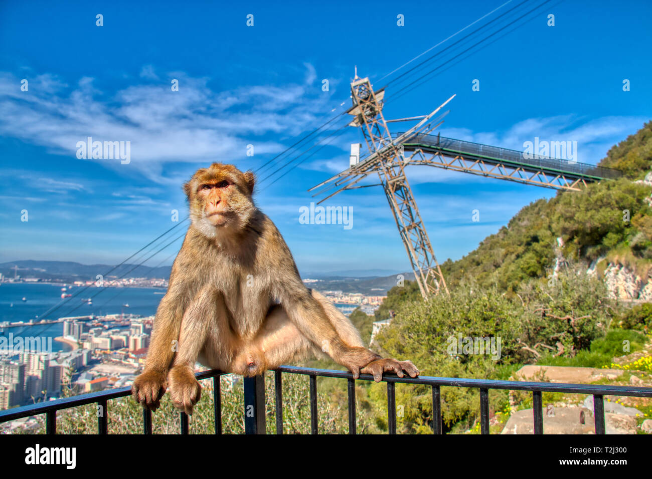 Monkey of Gibraltar with the cable car in the background Stock Photo ...