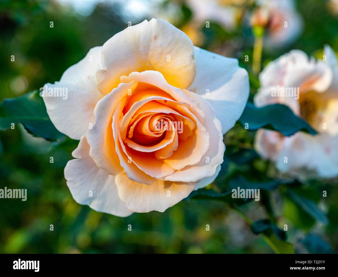 A pale yellow rose blooms in the rose garden of Satomi Park in Chiba ...