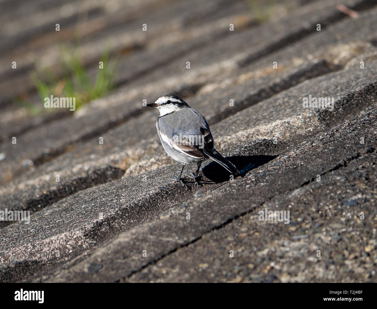 A Japanese wagtail takes cover from the wind on the concrete embankment ...