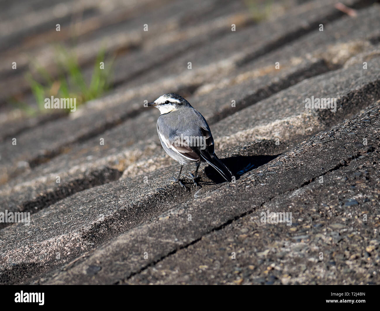 A Japanese wagtail takes cover from the wind on the concrete embankment ...