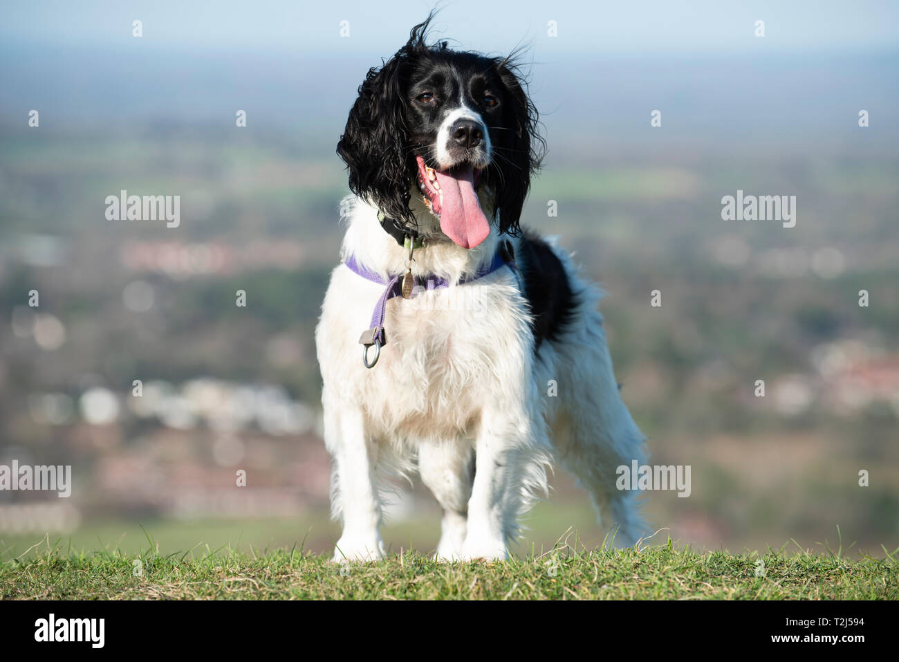 A juvenile Sprocker (Cocker/Springer Spaniel cross) bitch Stock Photo ...