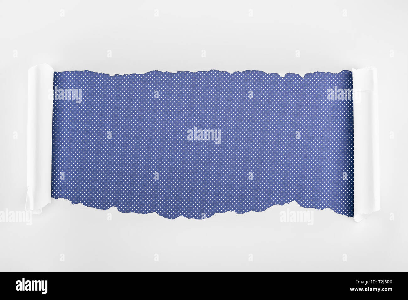 ripped white textured paper with curl edges on purple dotted background ...