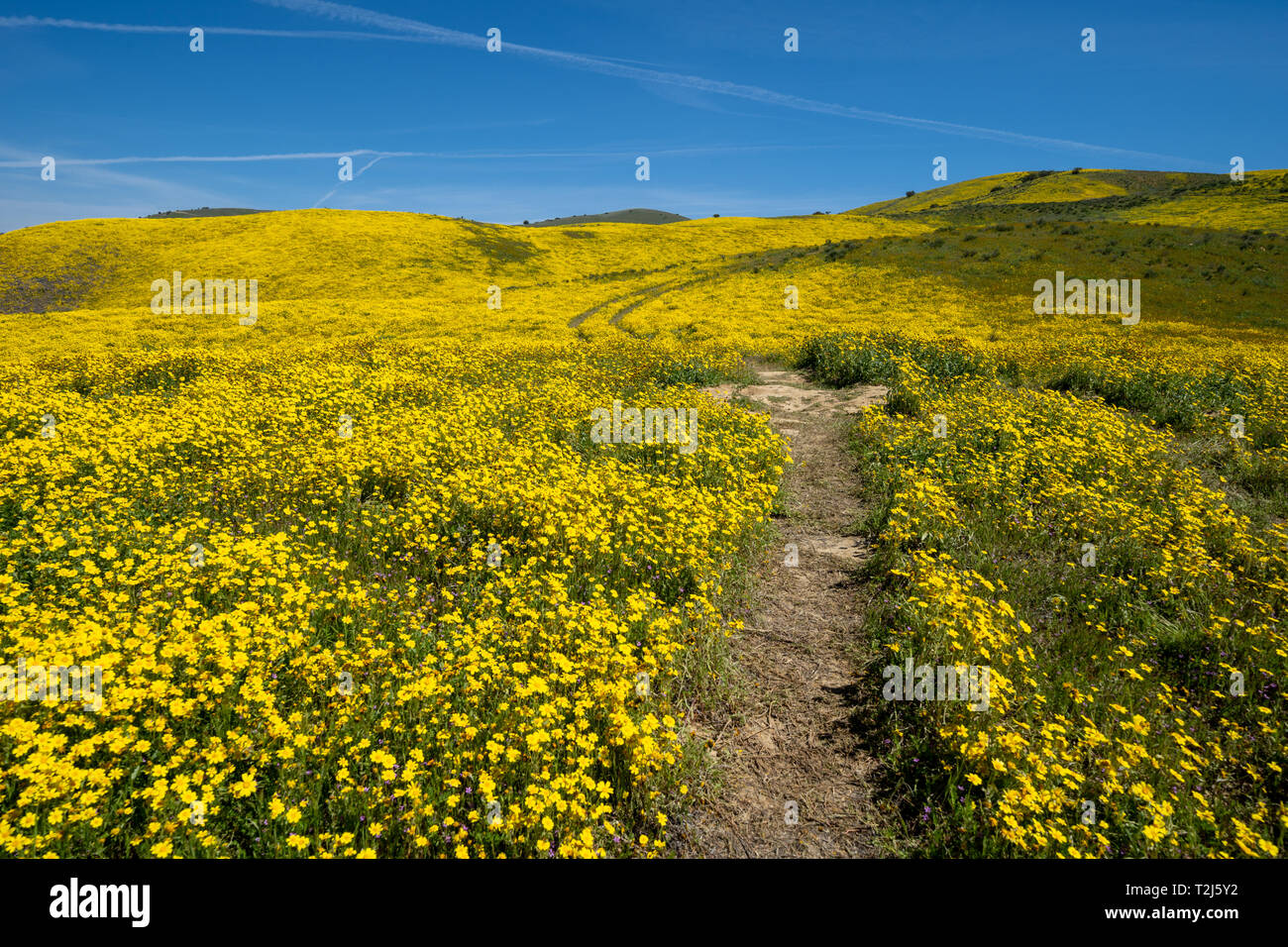 Hiking trail leading up a hill filled with yellow wildflowers in ...