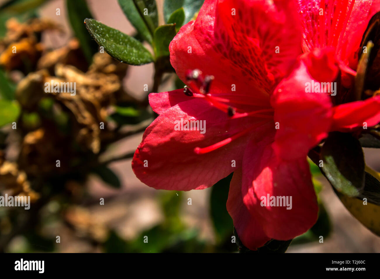 The red flower Stock Photo - Alamy
