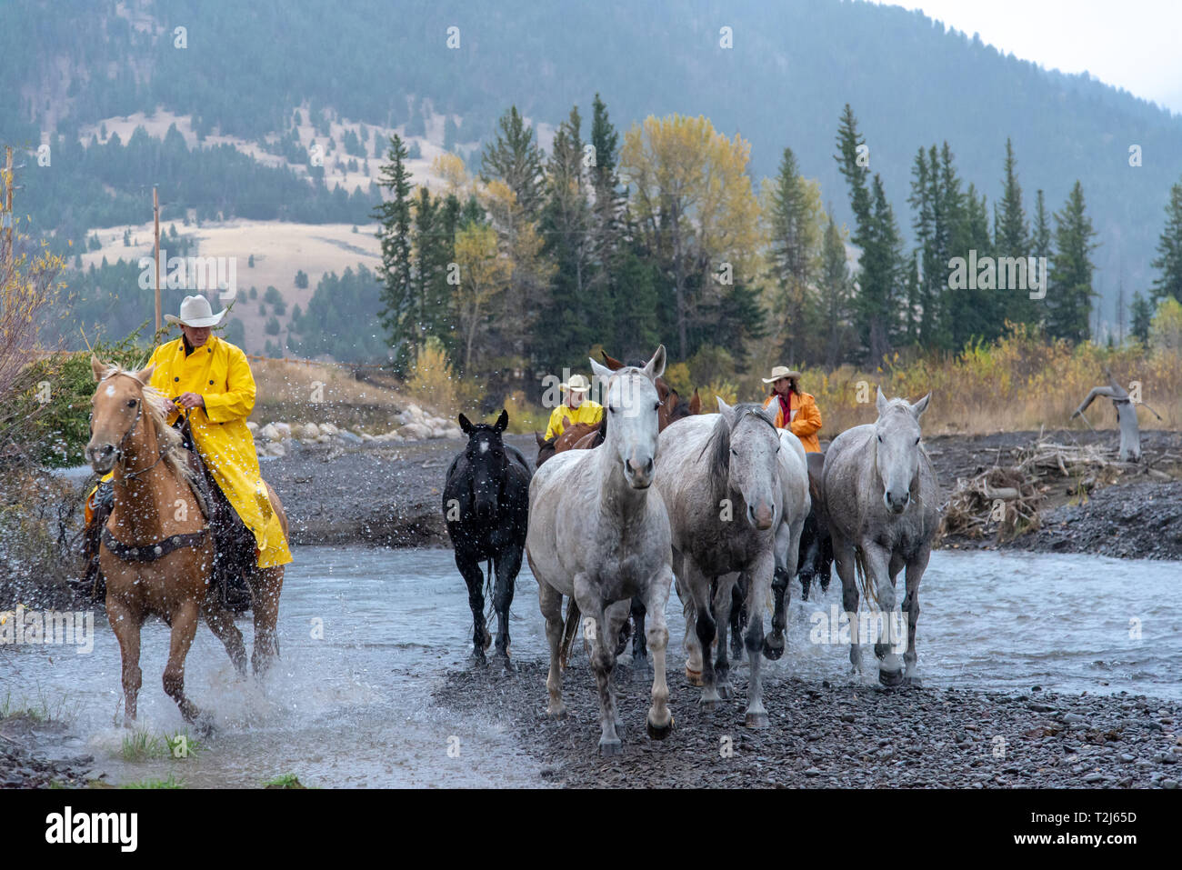 American cowboys work hard regardless of rain or shine Stock Photo - Alamy