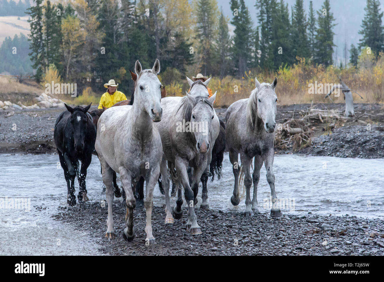 American cowboys work hard regardless of rain or shine Stock Photo - Alamy