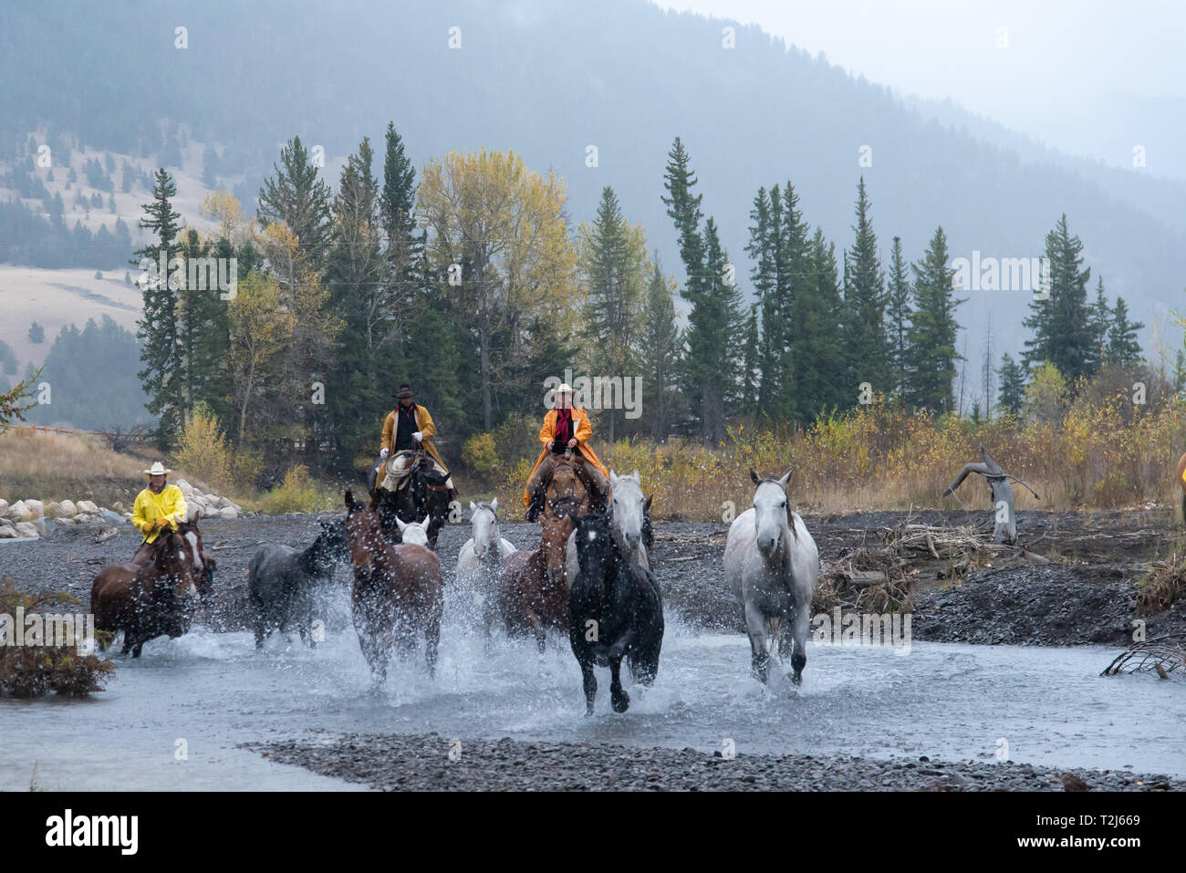 American cowboys work hard regardless of rain or shine Stock Photo - Alamy