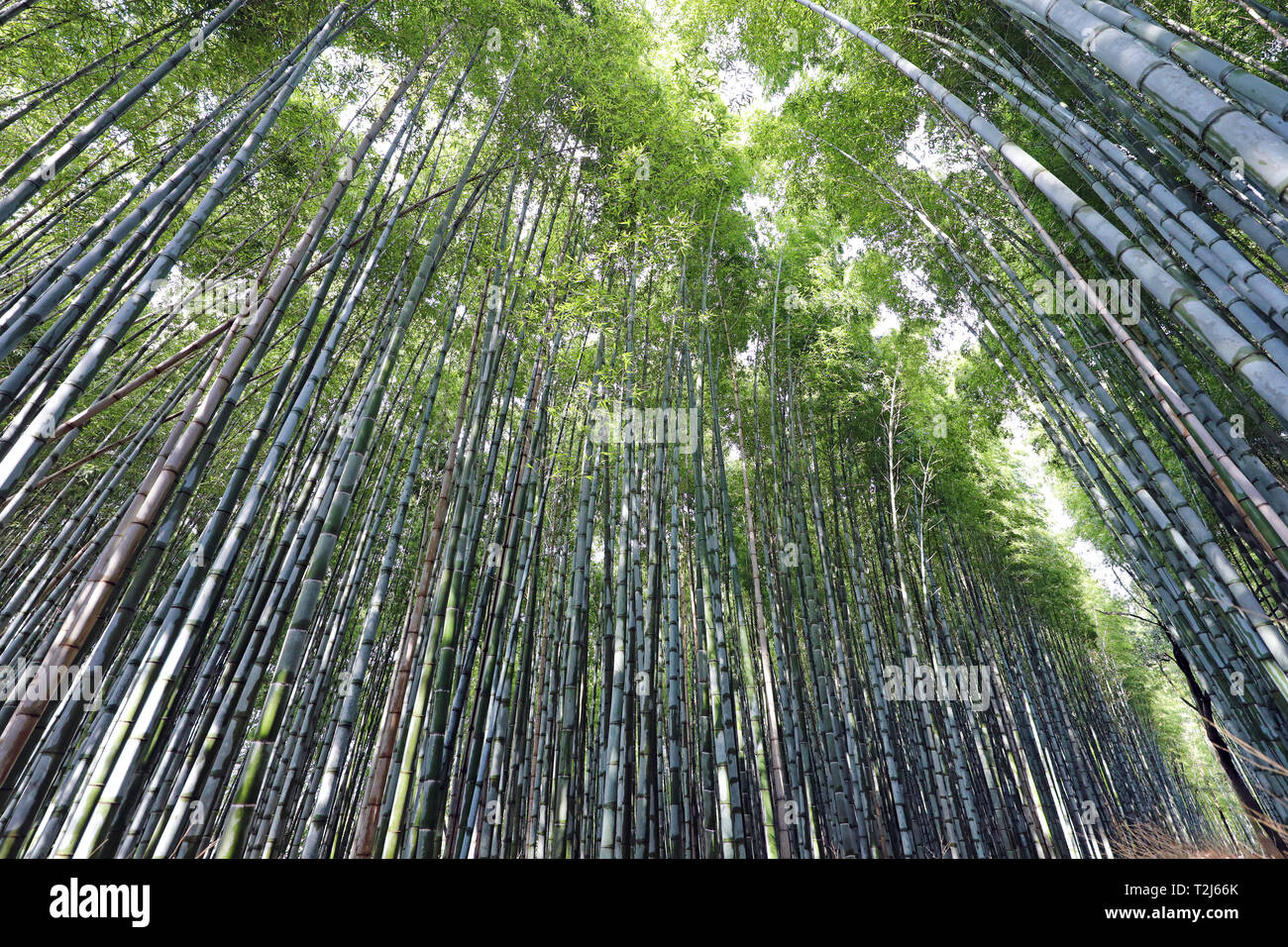 Tall bamboo plants hi-res stock photography and images - Alamy
