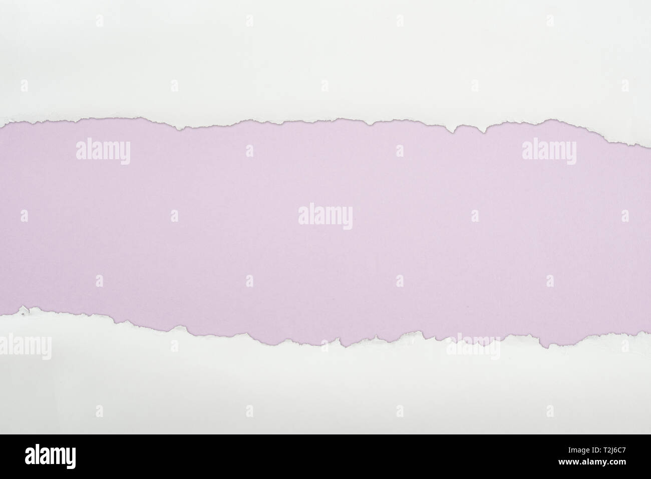 ragged white textured paper with copy space on light purple background ...