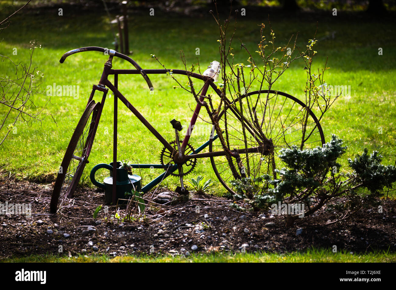 An old bicycle stands as a garden ornament at Lake Errock in Deroche ...