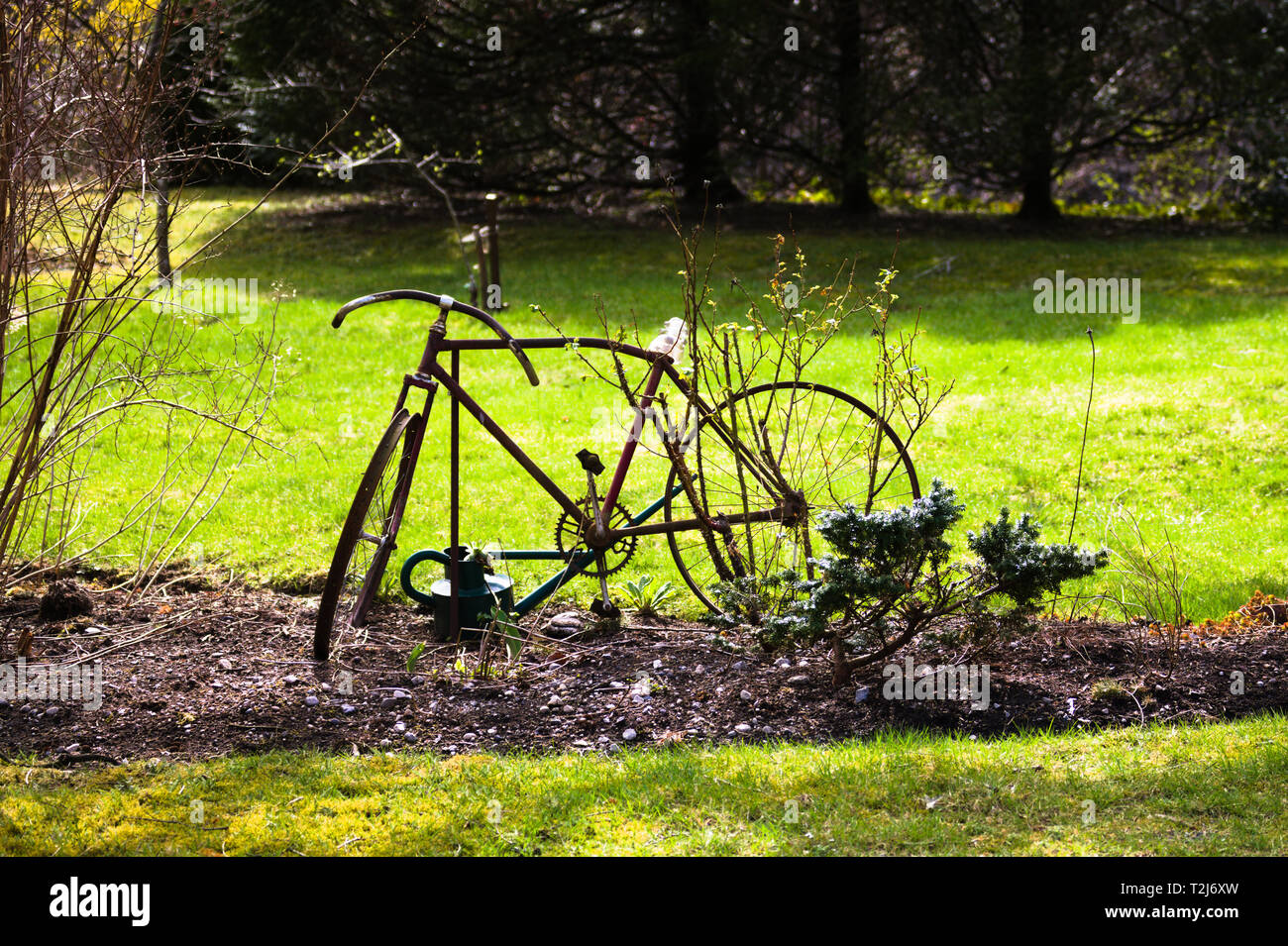 An old bicycle stands as a garden ornament at Lake Errock in Deroche ...