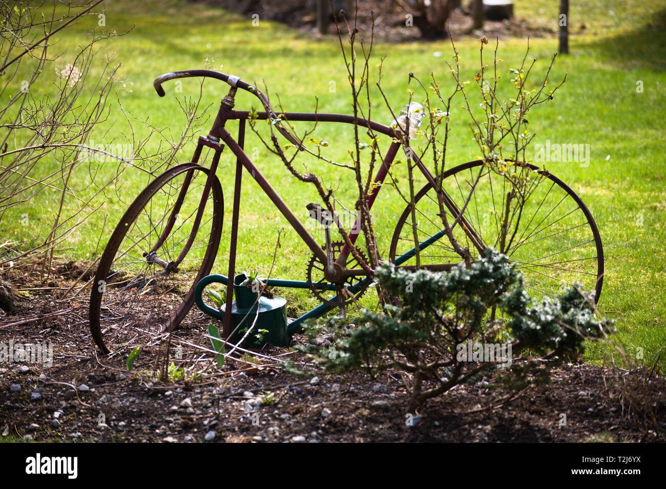 An old bicycle stands as a garden ornament at Lake Errock in Deroche ...