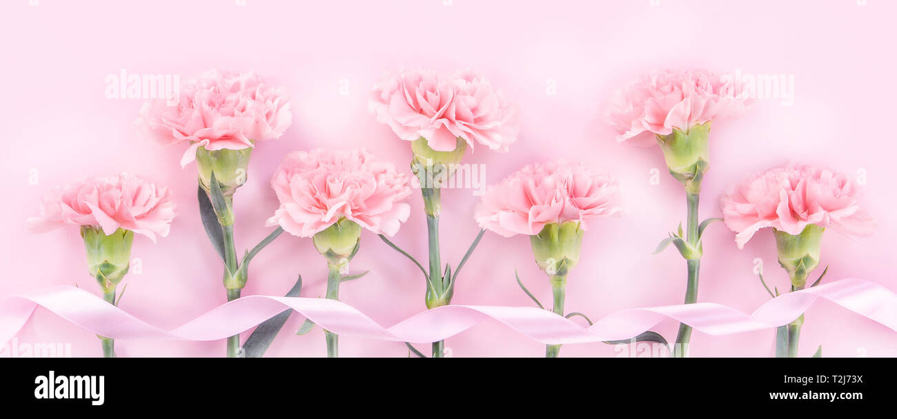 Beautiful elegance blooming baby pink color tender carnations in row ...