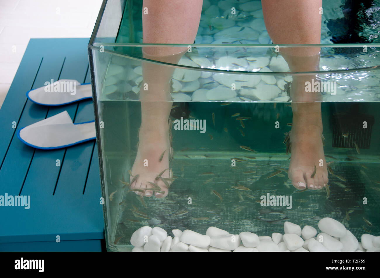 Skin Eating Fish For Tanks