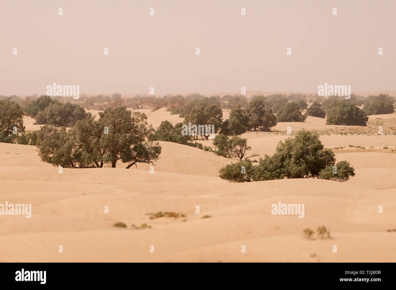 Moroccan sand desert landscape with trees Stock Photo - Alamy