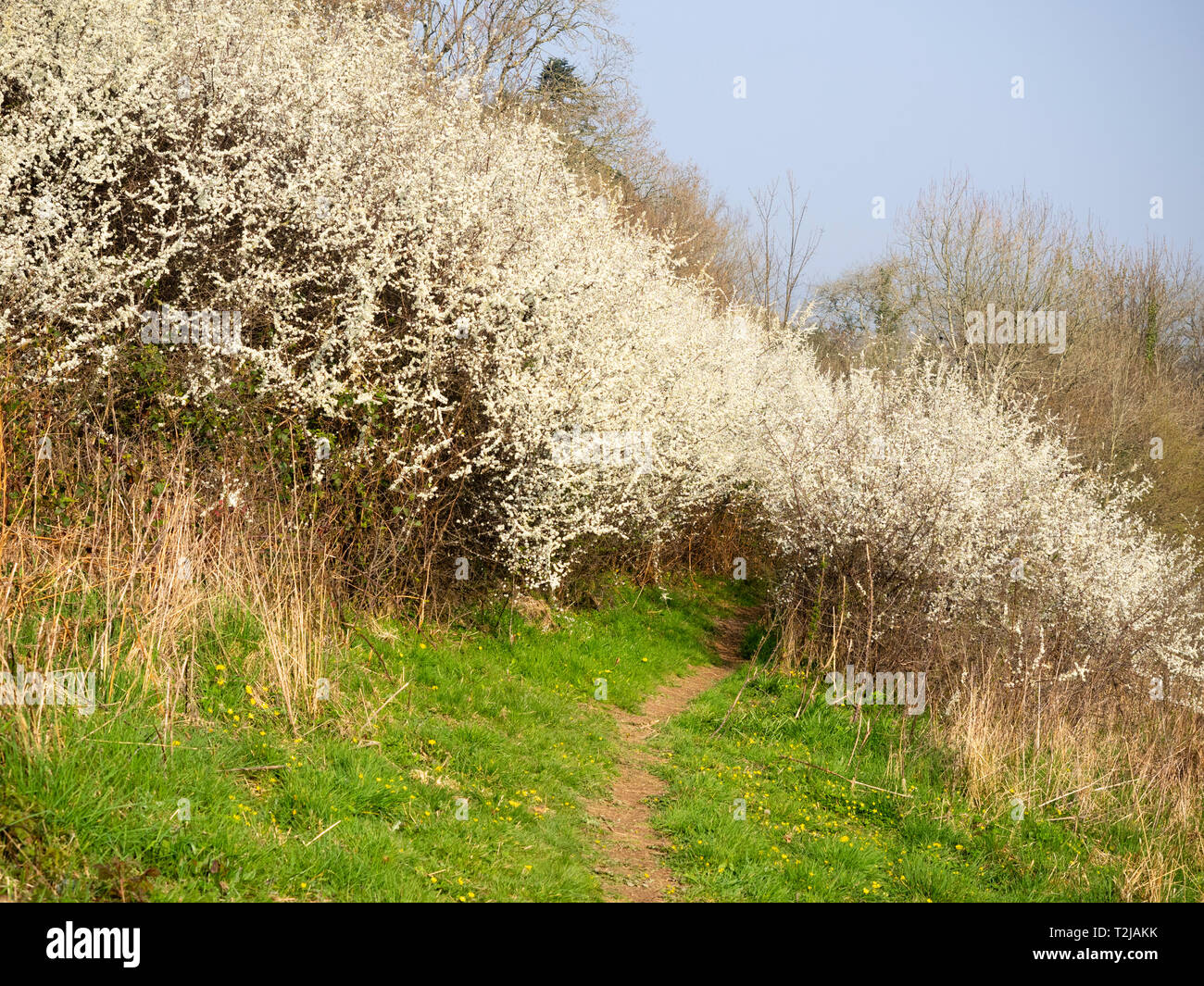 Prunus Spinosa Hedge