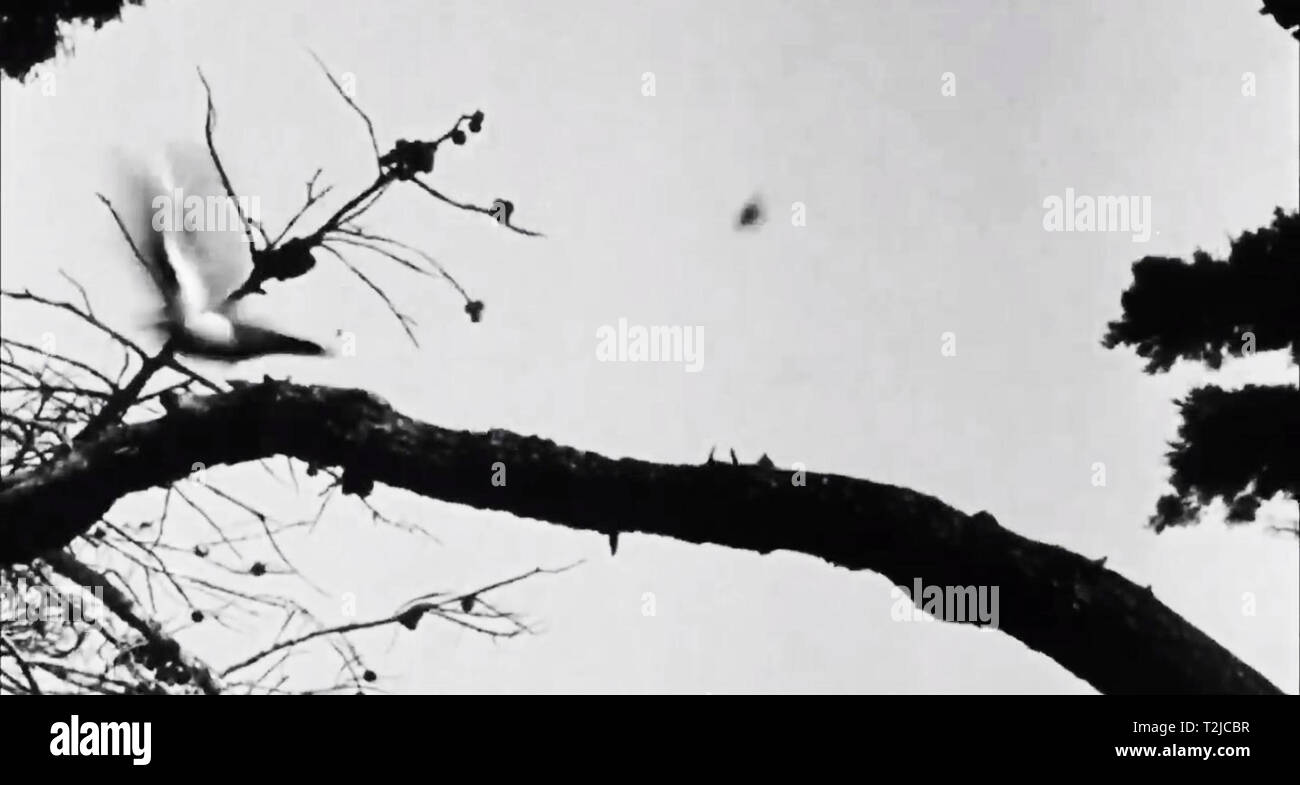 screaming skull screenshot Stock Photo - Alamy