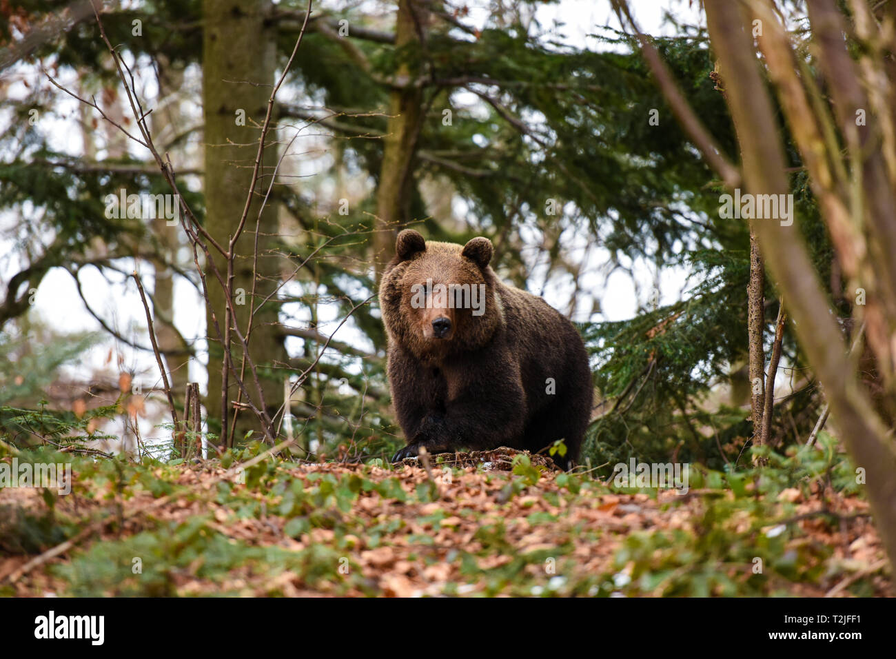 Dangerous meeting with massive huge brown bear in the forest. Close up ...