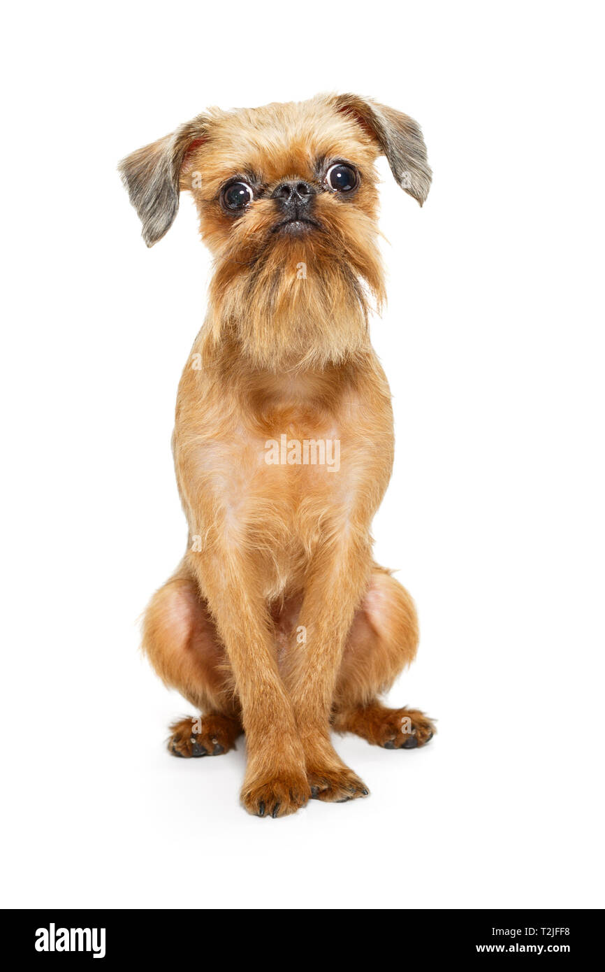 White Griffon Puppies