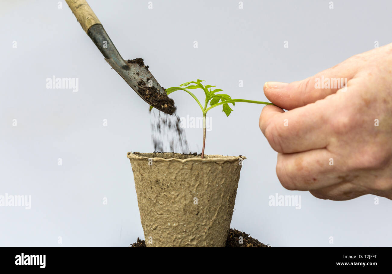 Pricking hi-res stock photography and images - Alamy