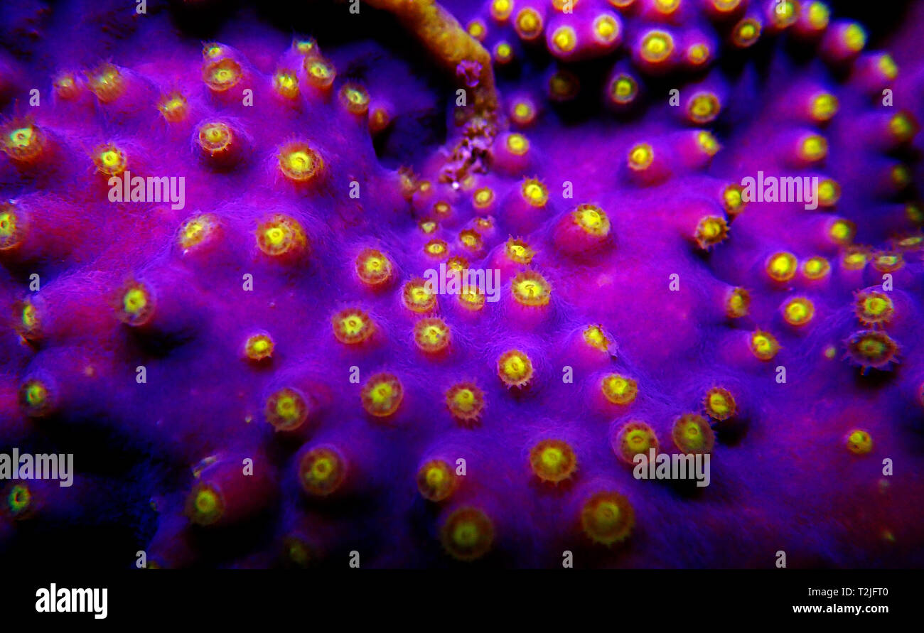 Yellow polyps on the purple Turbinaria SPS coral Stock Photo - Alamy