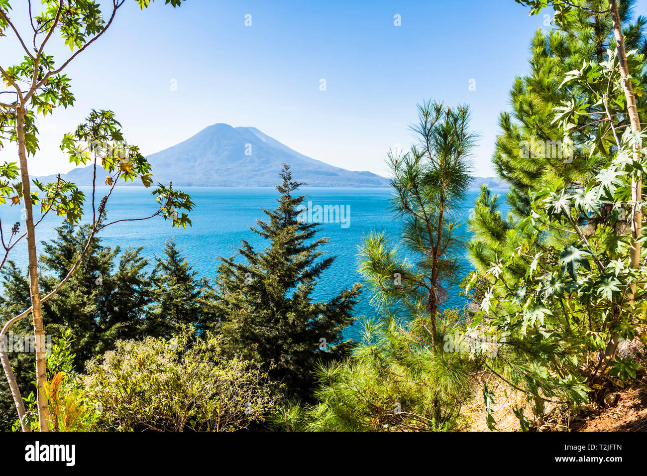 High viewpoint view through trees of Atitlan & Toliman volcanoes across ...