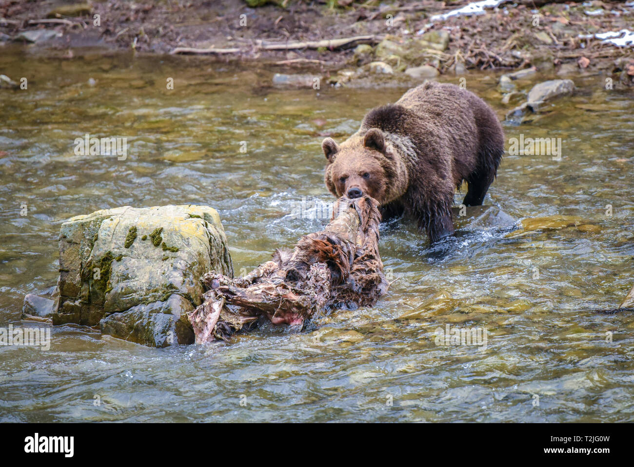 Male eating deer carcass hi-res stock photography and images - Alamy
