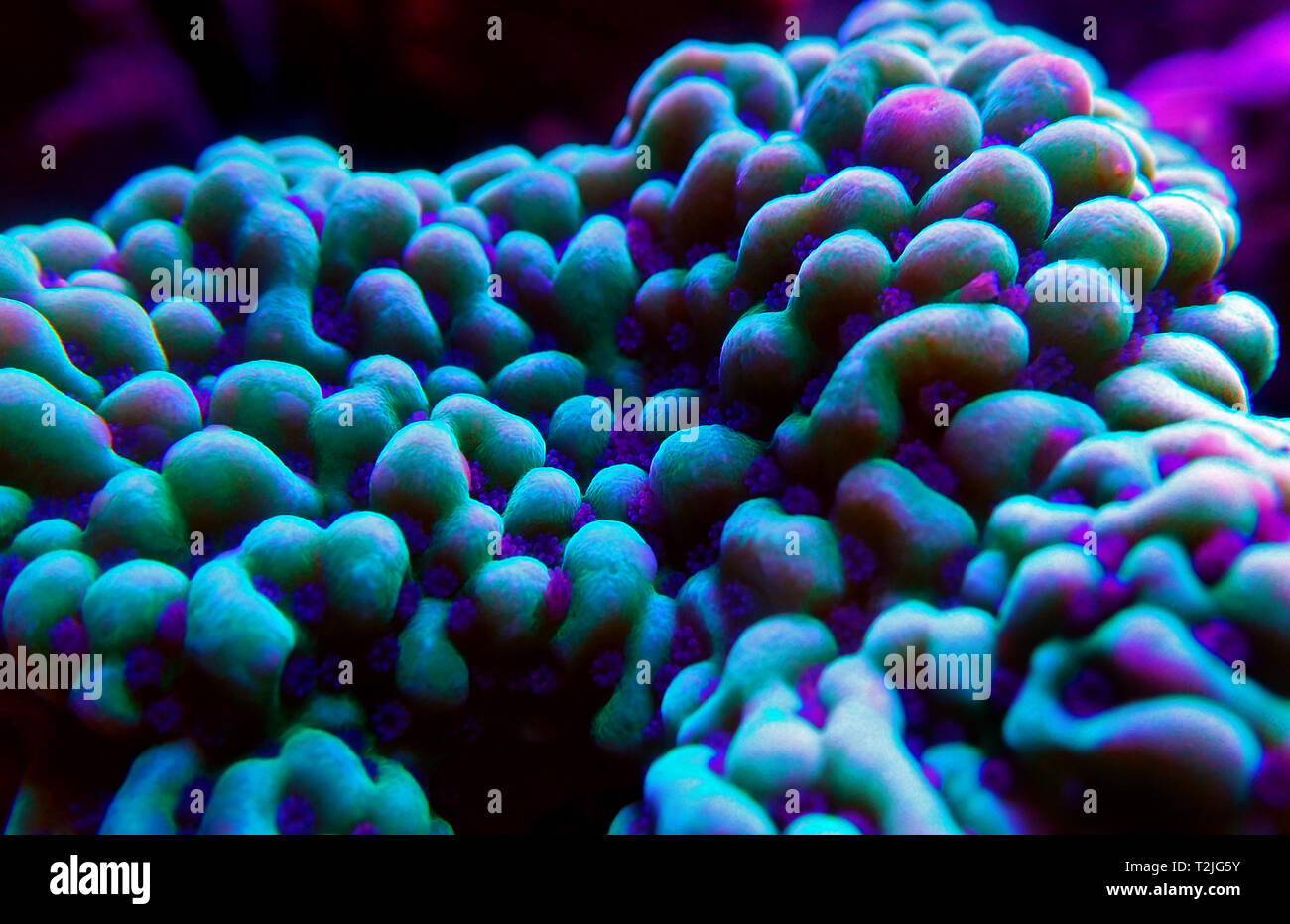 Ultra underwater macro on montipora SPS coral polyps Stock Photo - Alamy