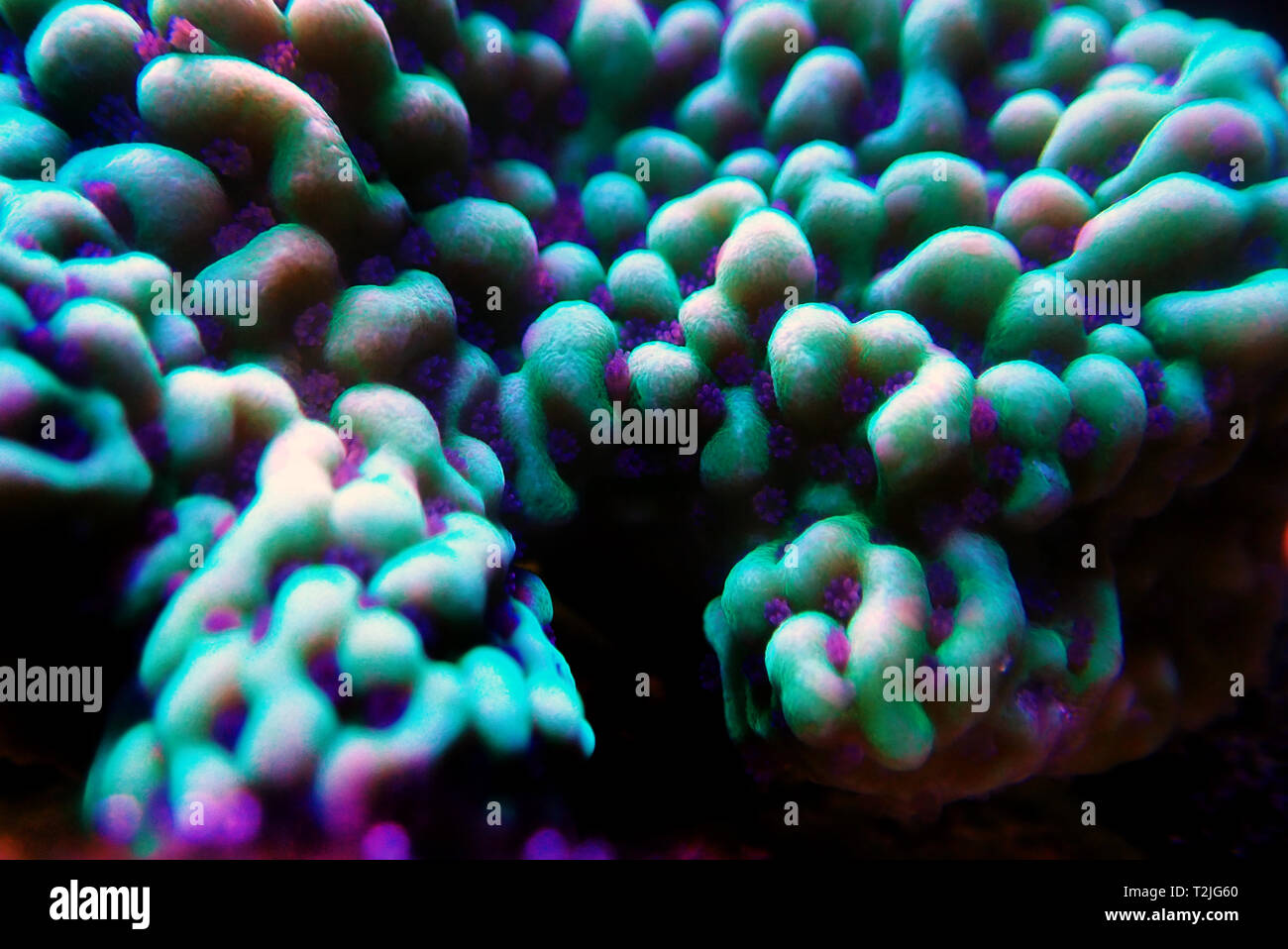 Ultra underwater macro on montipora SPS coral polyps Stock Photo - Alamy
