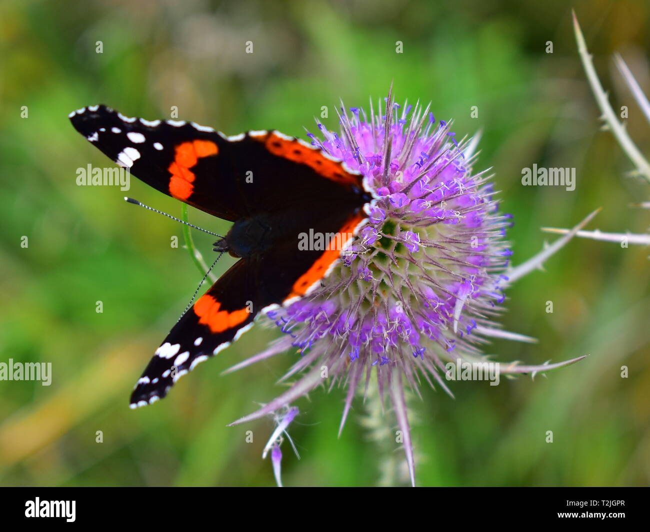 Butterfly Photograph High Resolution Stock Photography and Images - Alamy
