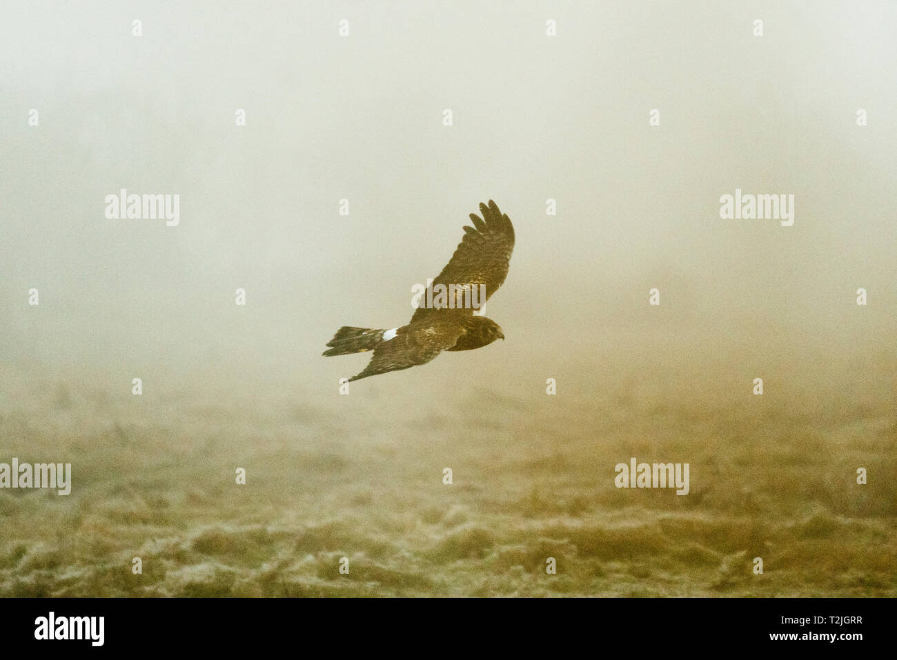 Harrier flying low hi-res stock photography and images - Alamy