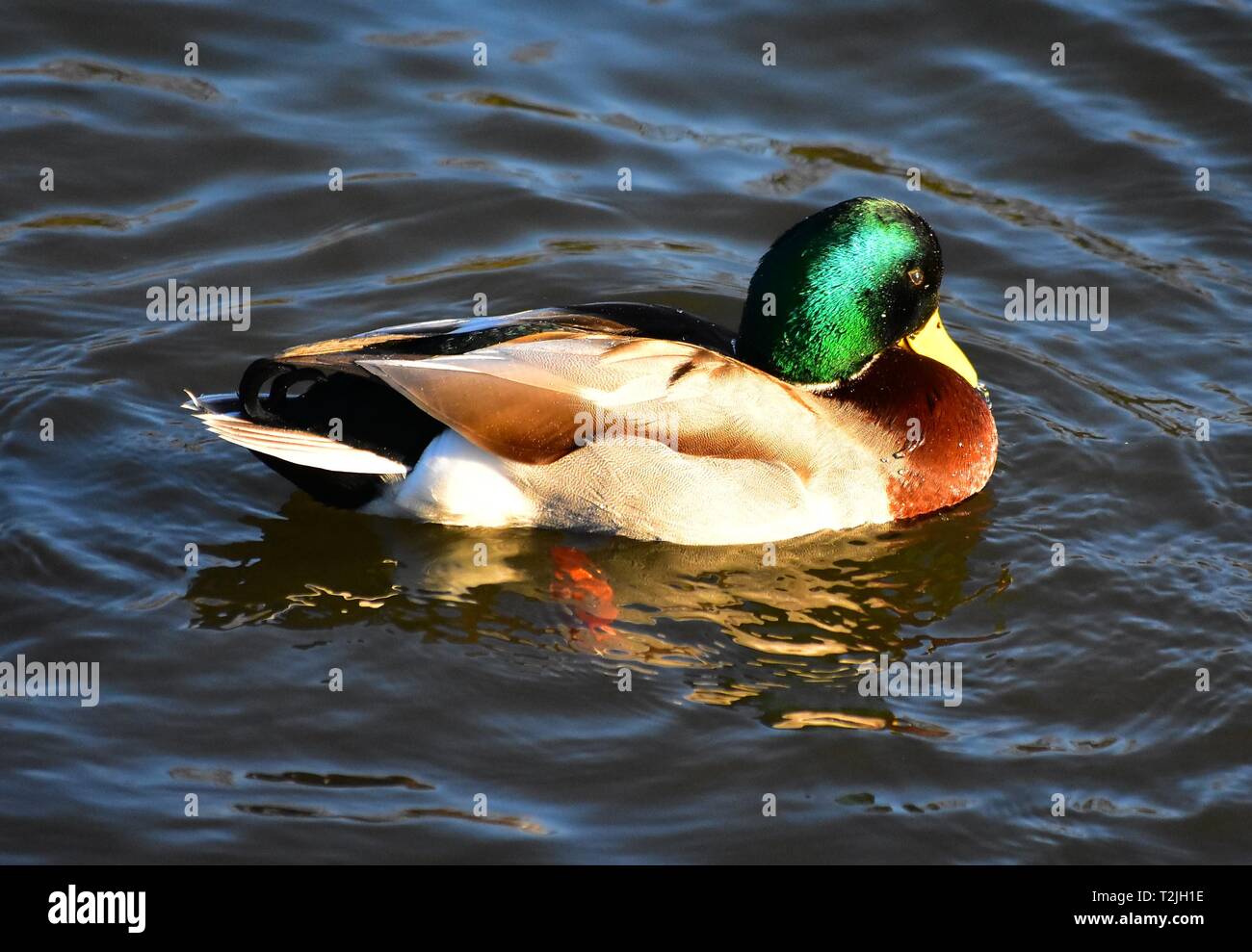 Beautiful male mallard hi-res stock photography and images - Alamy