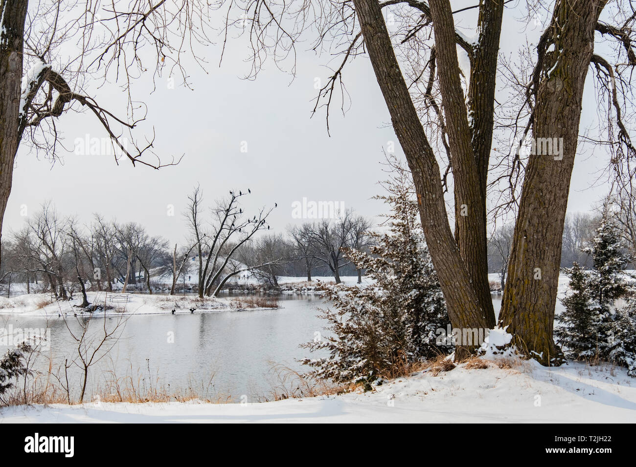 Perch in a tree hi-res stock photography and images - Alamy