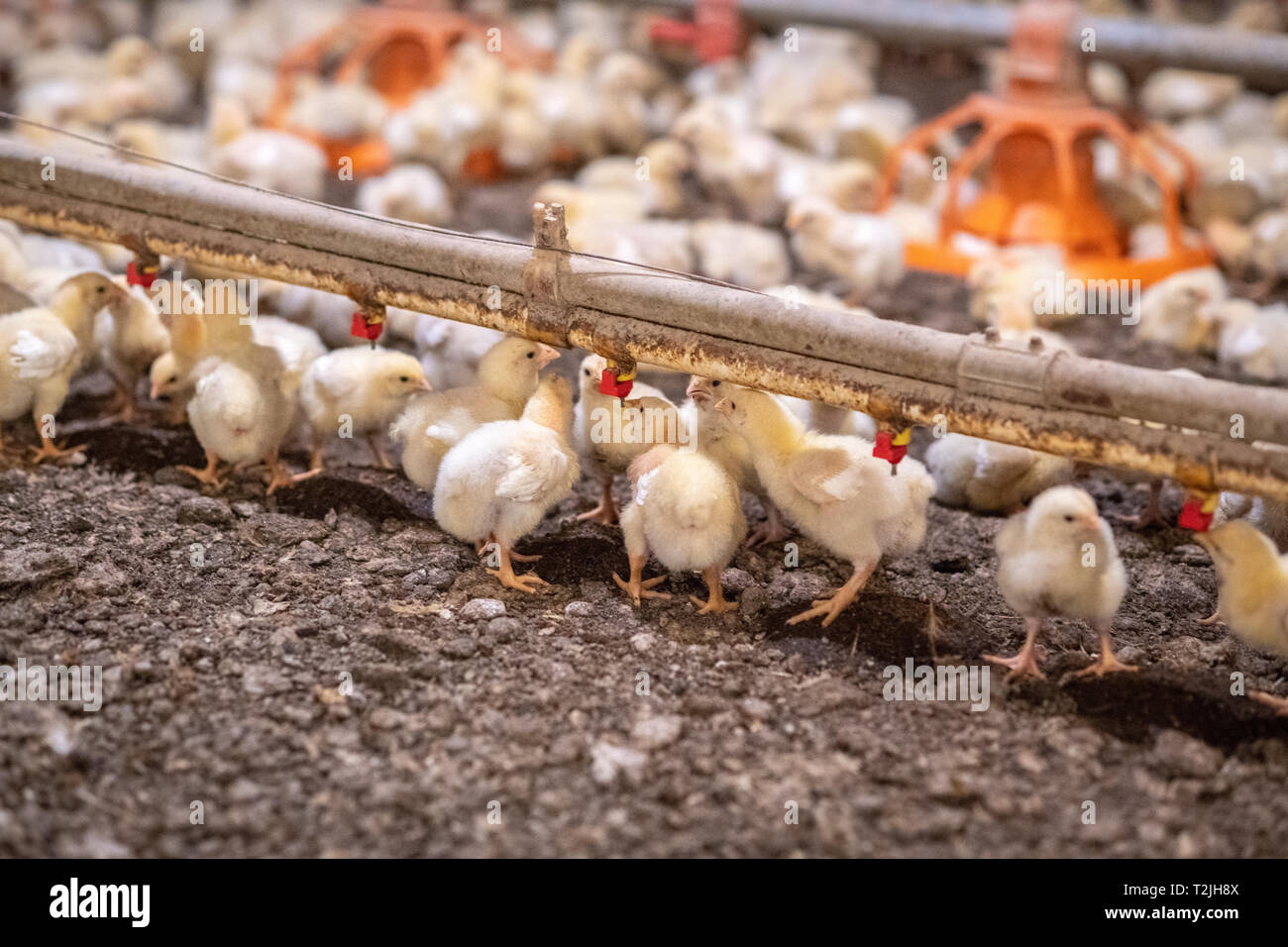 Baby chicks drink from watering system inside of chicken house ...