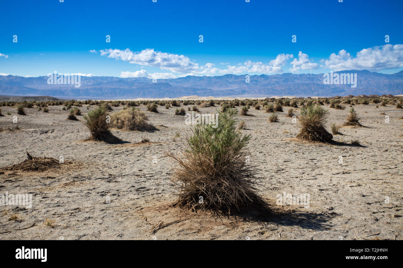 The devil's cornfield area of Death valley national Park in California ...