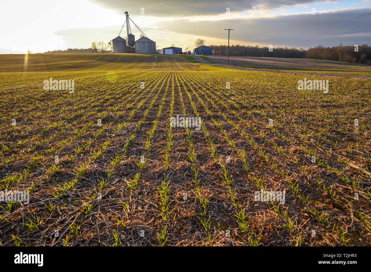 Rows of small grain crops beginning to grow in field with grain silos ...