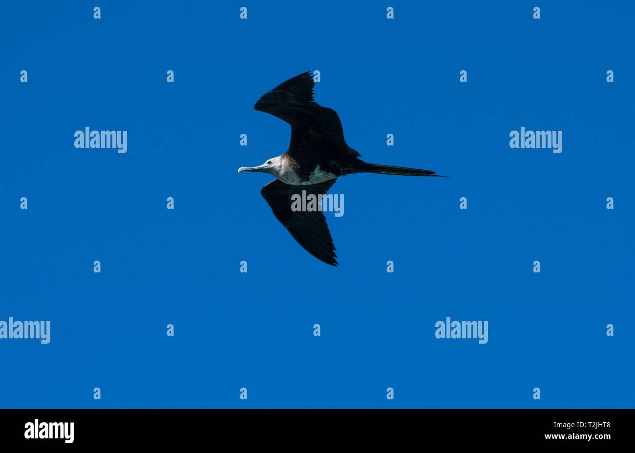 A frigate bird soaring in the sky Stock Photo - Alamy
