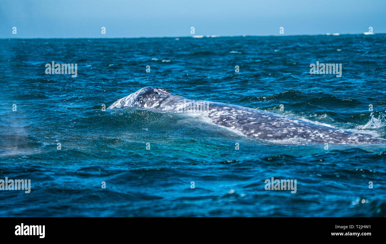 Magdalena bay whale hi-res stock photography and images - Alamy