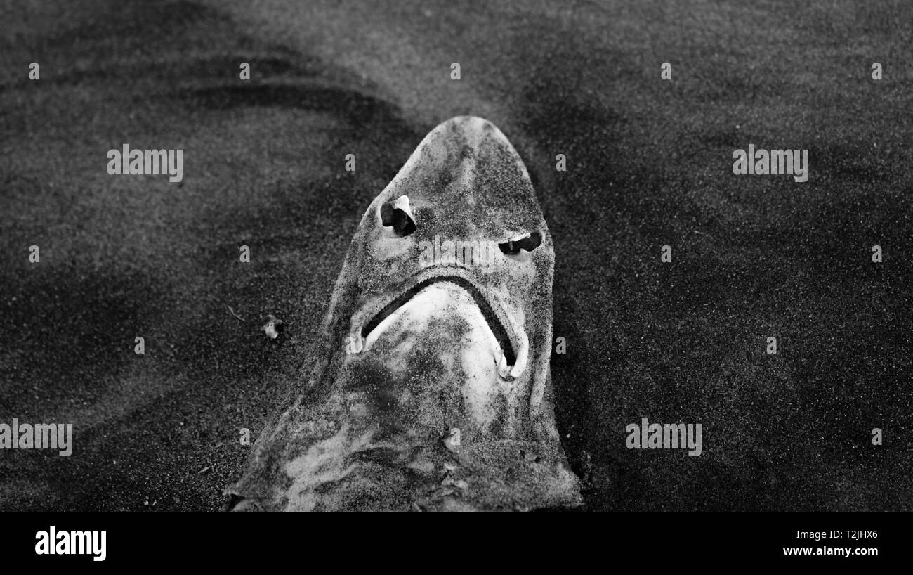 the white and decaying skeleton of a guitar fish blends into the sand ...